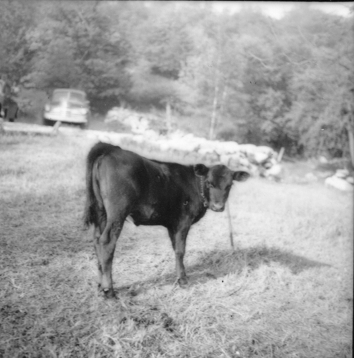 Gallery One: History, The Farm, Brothers – Speaking of Fred Sachs